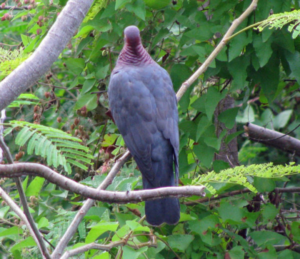 More false faces in birds – Sibley Guides