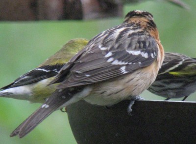 Bird Topography – How it helps identify birds – Sibley Guides
