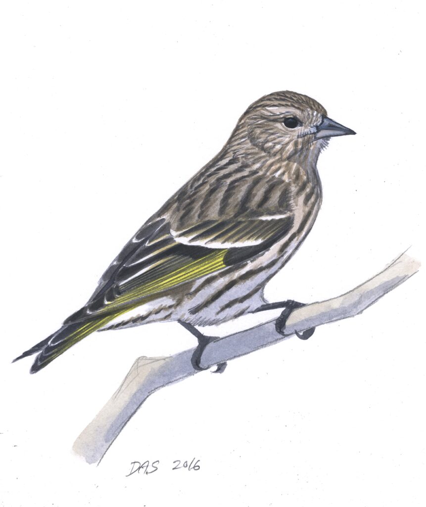 Pine Siskin original art – Sibley Guides