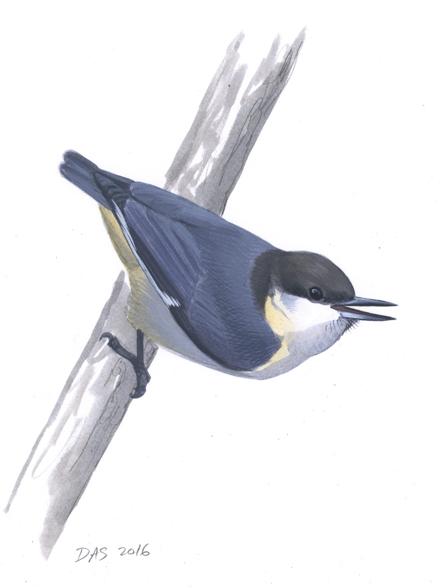 Pygmy Nuthatch – Sibley Guides