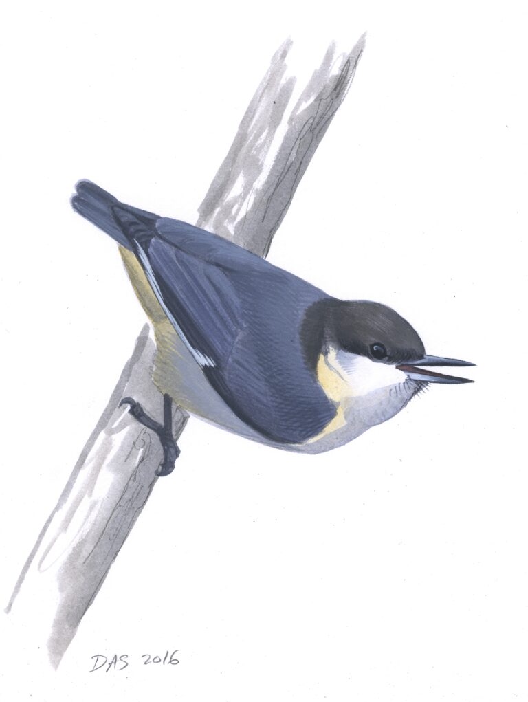 Pygmy Nuthatch – Sibley Guides