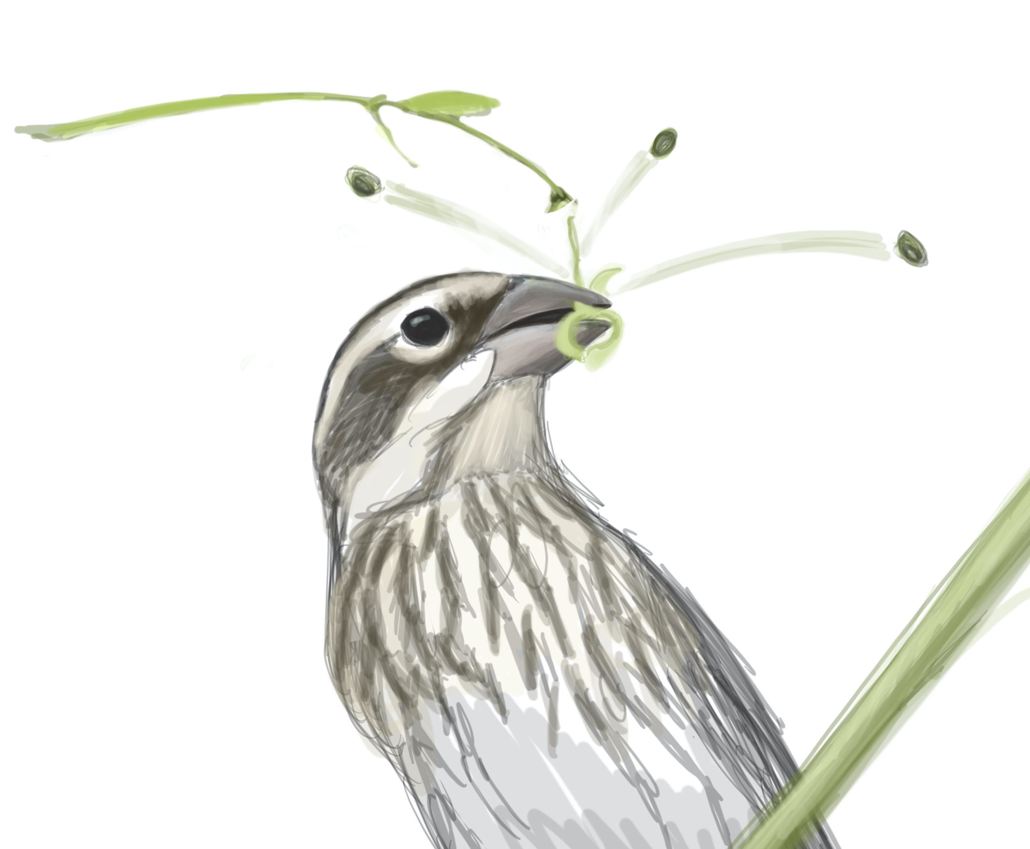 Sibley Guides – Identification of North American birds and trees