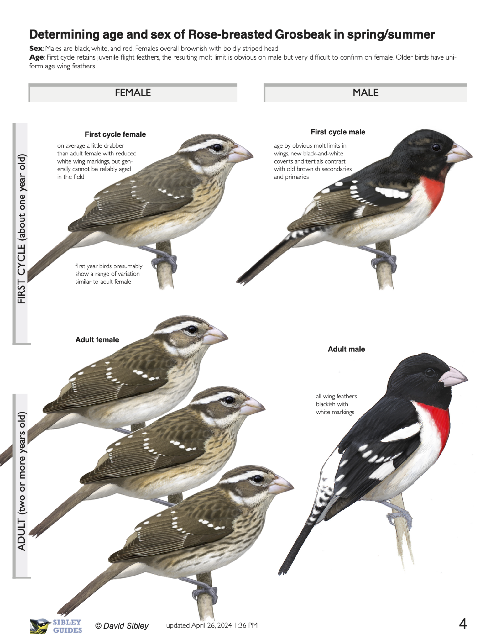Sibley Guides – Identification of North American birds and trees