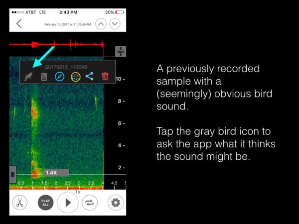 Song Sleuth tips – How to crop a recording – Sibley Guides