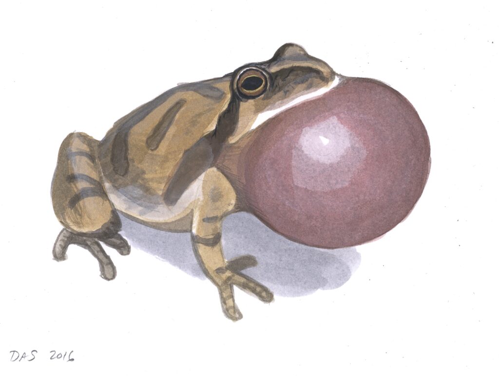 Spring Peeper original art – Sibley Guides