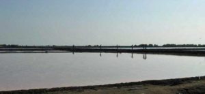 Salt pans and sandpipers – Sibley Guides