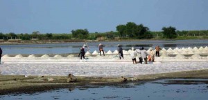 Salt pans and sandpipers – Sibley Guides