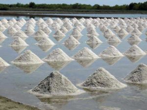 Salt pans and sandpipers – Sibley Guides