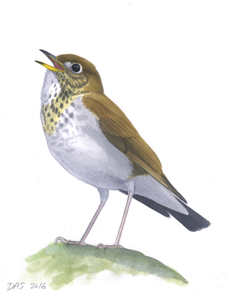 Veery original art – Sibley Guides