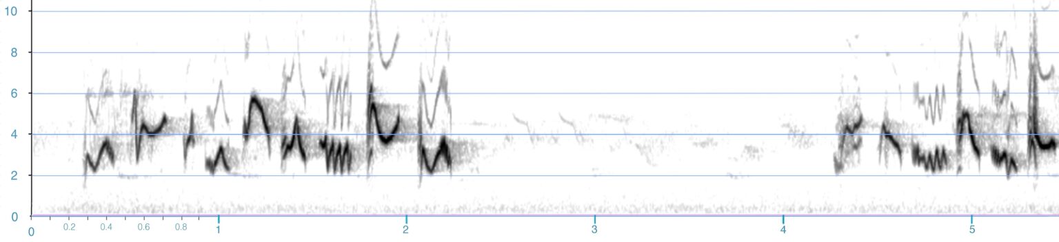 Identification of Eastern and Western Warbling Vireos – Sibley Guides