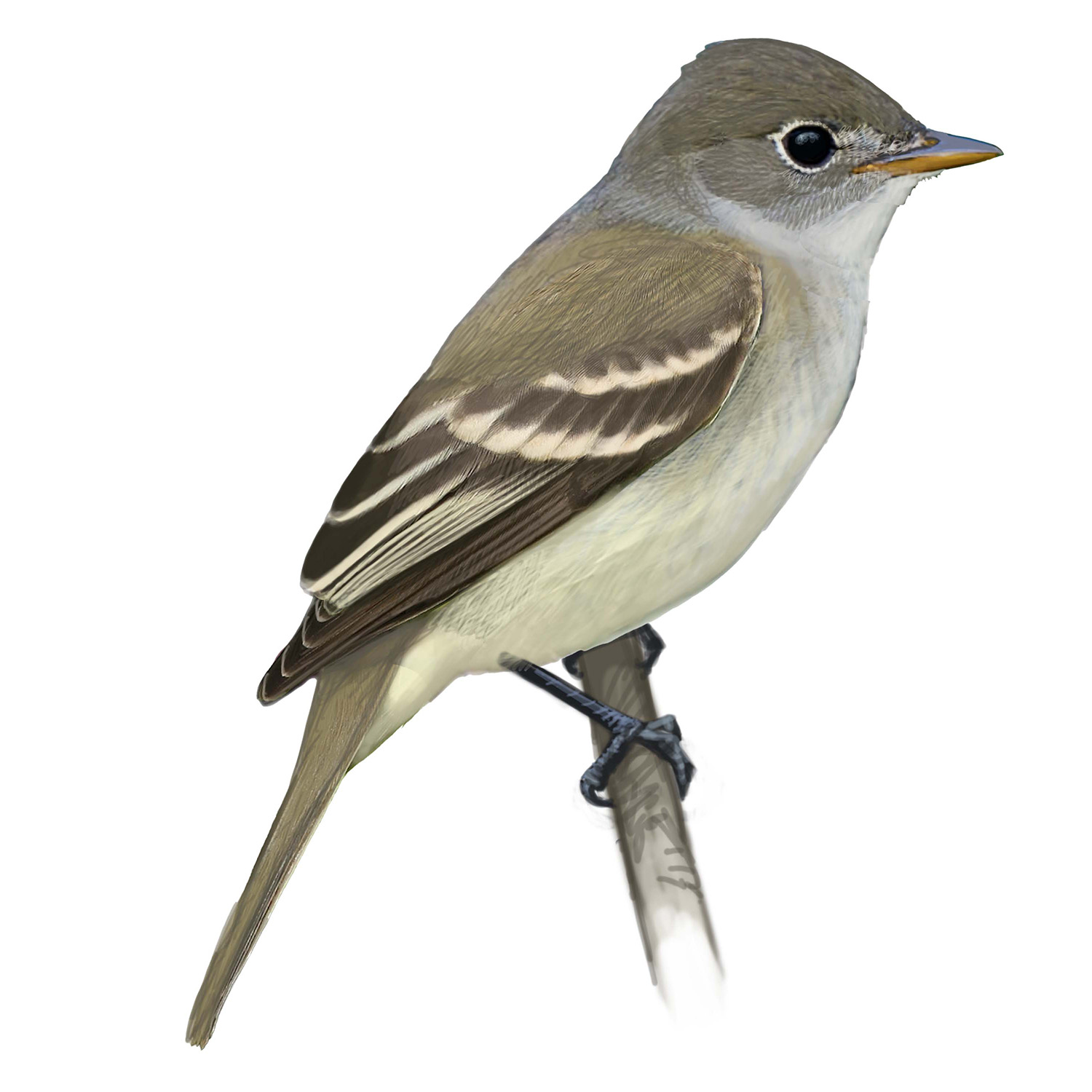 Identifying small flycatchers: Separating Elaenia and Empidonax by wing ...