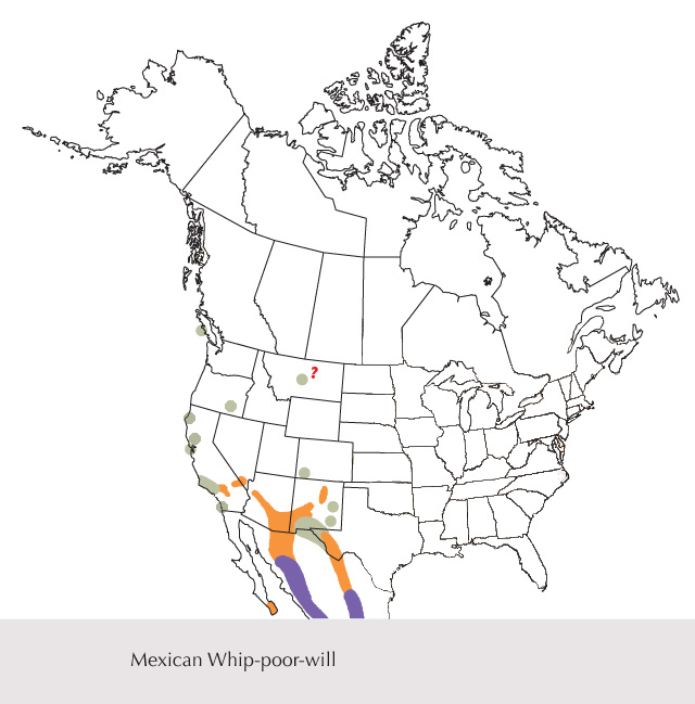 Western_Whip-poor-will – Sibley Guides