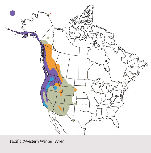 Western_Winter_Wren – Sibley Guides