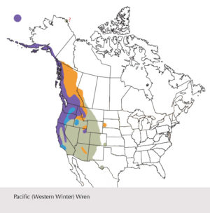 New draft range maps for Winter Wren – Sibley Guides