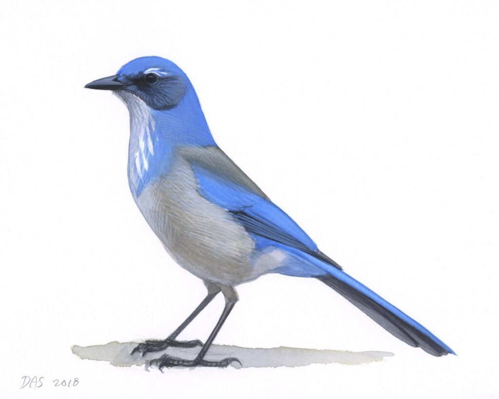 Woodhouse’s Scrub-Jay – Sibley Guides