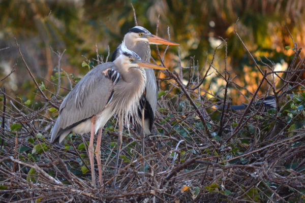 A Wurdemann’s-like heron from South Florida – Sibley Guides